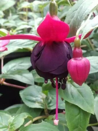 Фуксія ампельна New Millenium Fuchsia Нью Міленіум (молода рослина в ...