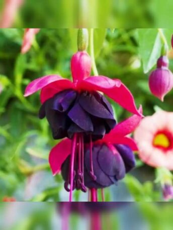Фуксія ампельна New Millenium Fuchsia Нью Міленіум (молода рослина в ...