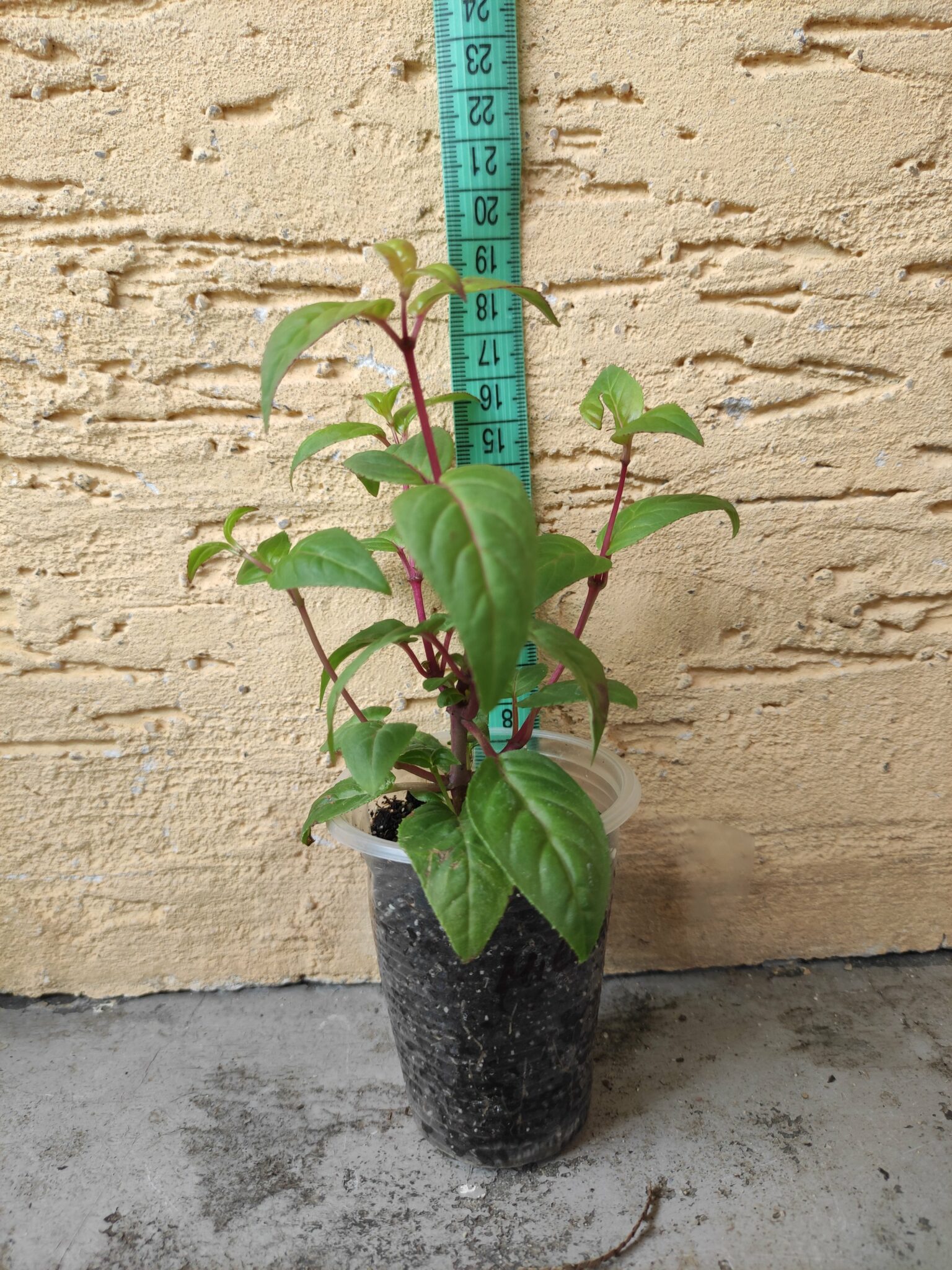 Фуксія ампельна New Millenium Fuchsia Нью Міленіум (молода рослина в ...